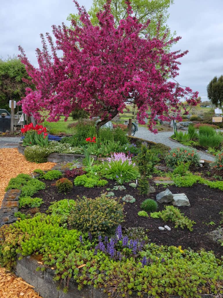 Ground Covers and Dwarf Conifers - Skagit County Master Gardener Foundation