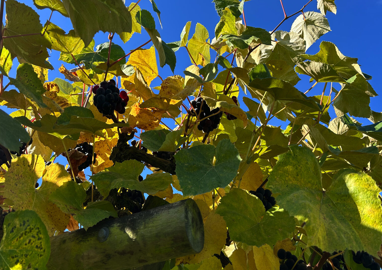 Growing Grapes – Skagit County Master Gardener Foundation